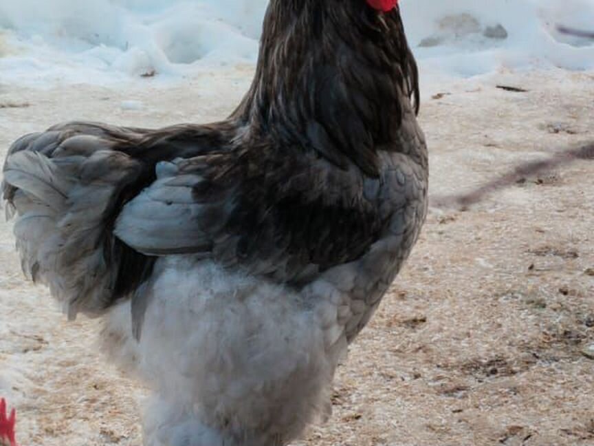 Брама петух