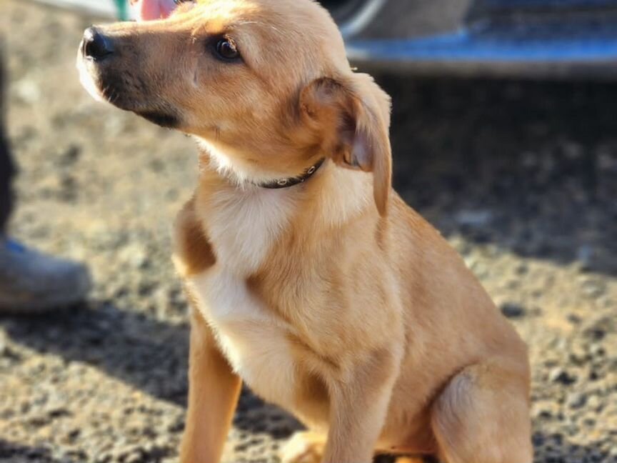 Щенок в добрые руки бесплатно