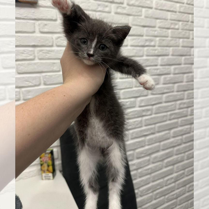 Отдам котенка в добрые руки
