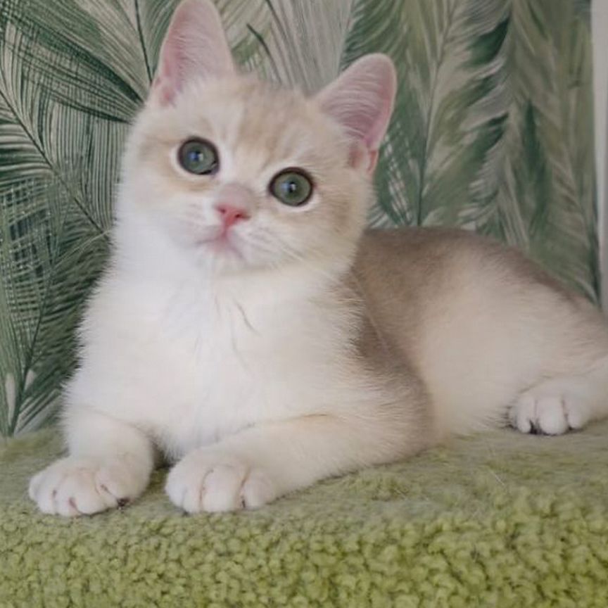 Котик голубое золото