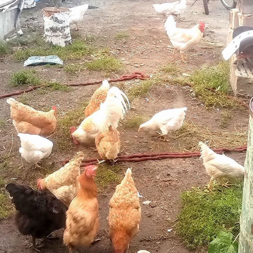 Куры петухи
