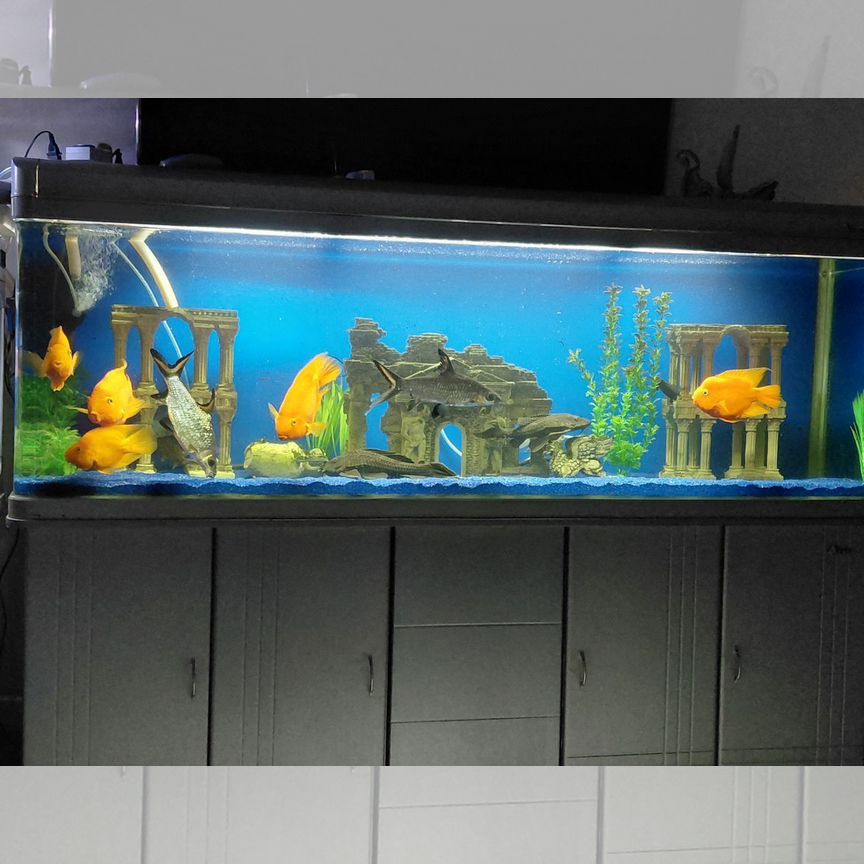 Аквариум с рыбками