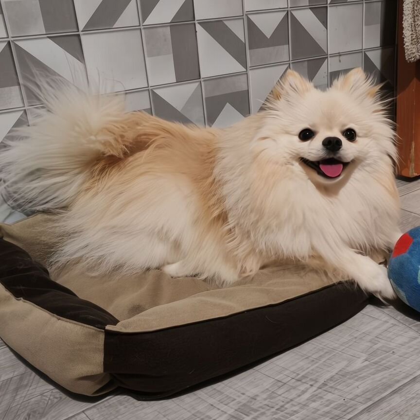 Померанский шпиц, щенок