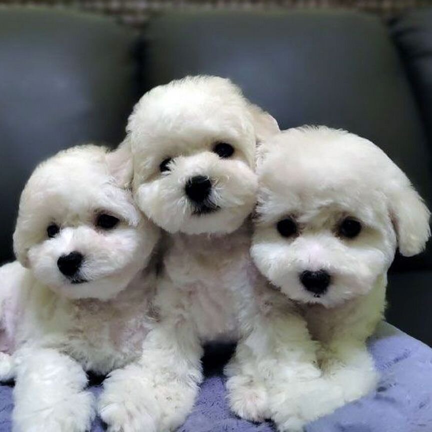 Бишон фризе, щенок