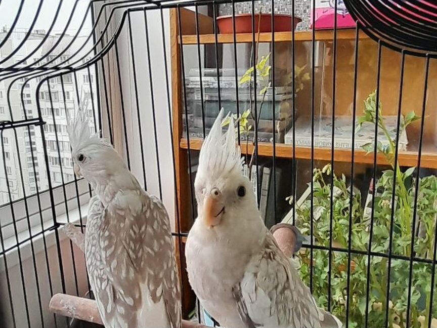 Попугай корелла. Безщекая