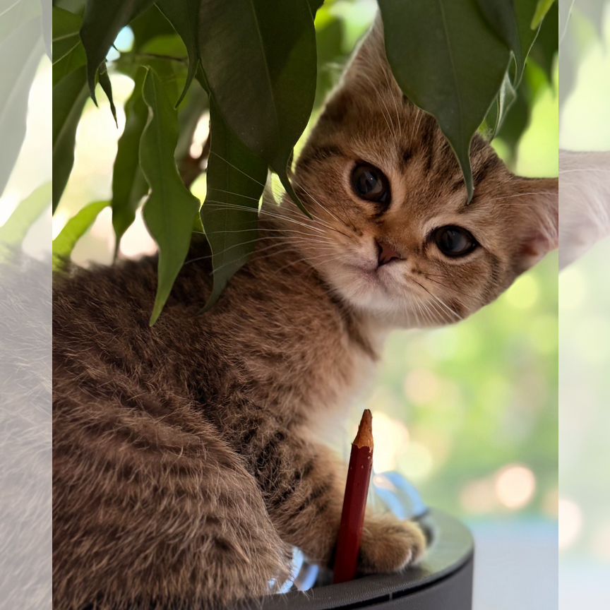 Шотландский прямоухий короткошёрстный котёнок