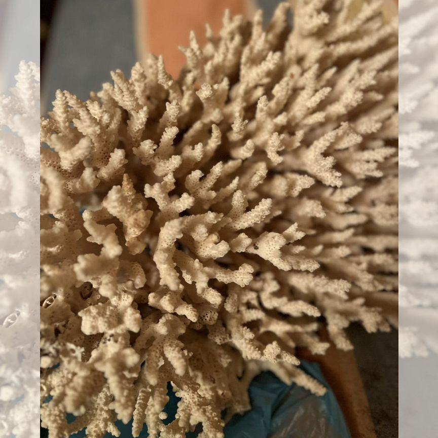 Морской коралл натуральный белый