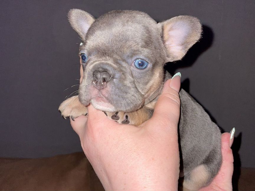 Французский бульдог