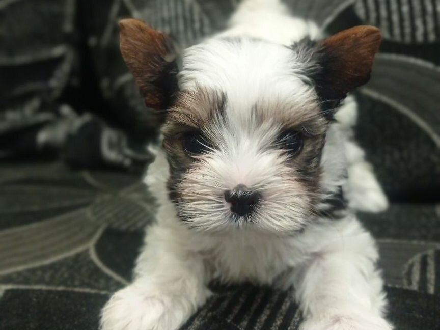 Щенки бивер