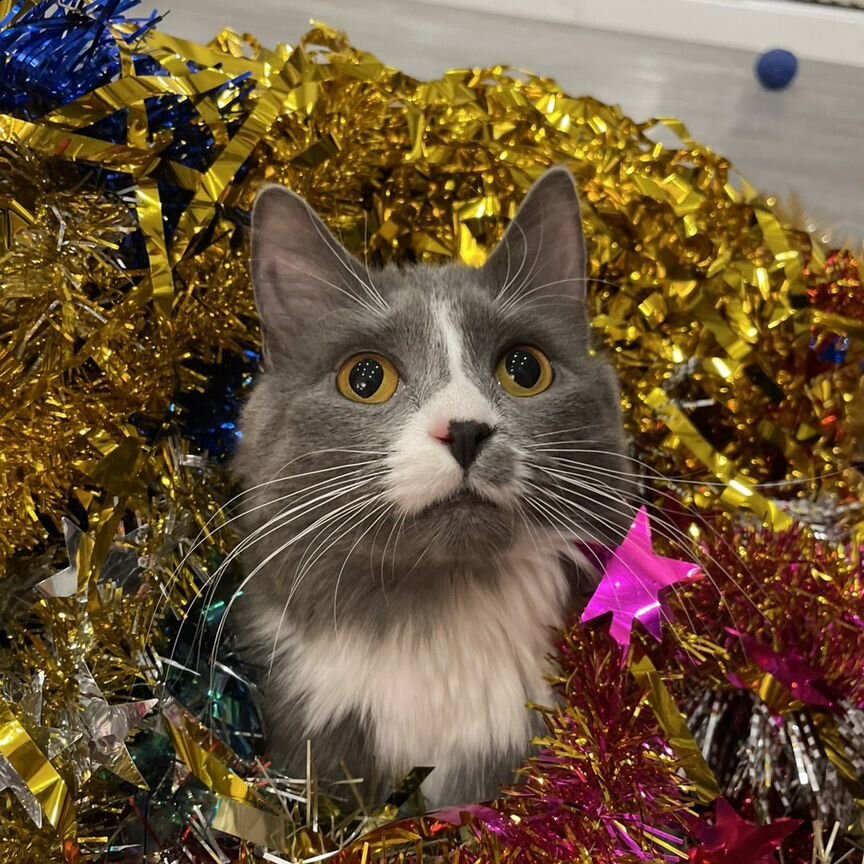 Отдам в хорошие руки котенка