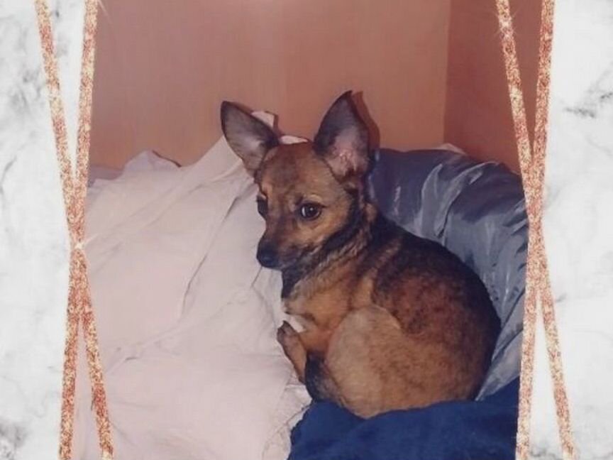 Тойчик ищет жениха