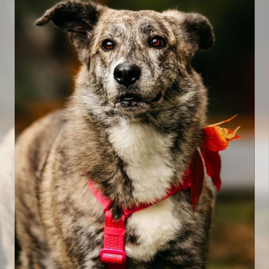 Взрослая собака в добрые руки