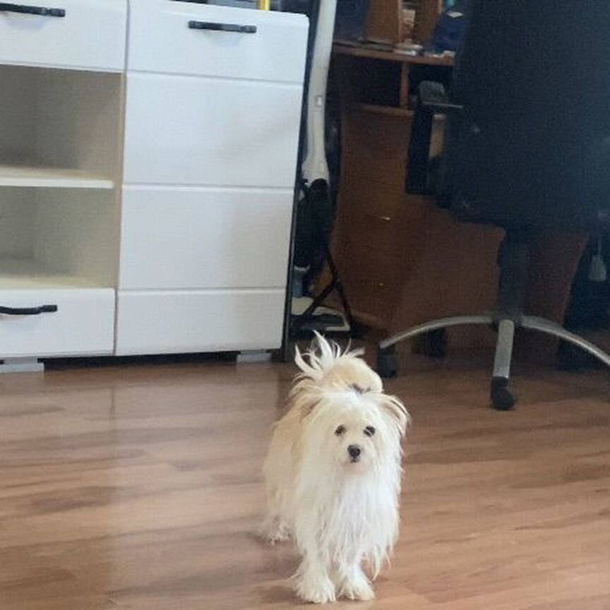 Мальтипу, щенок