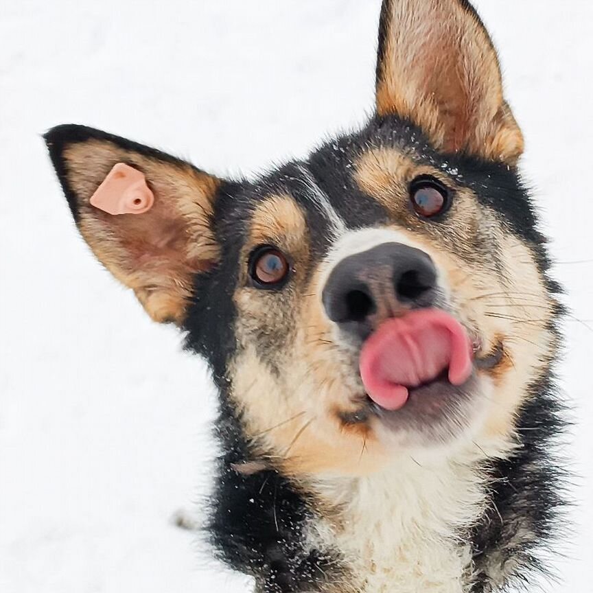 Собака для души из приюта