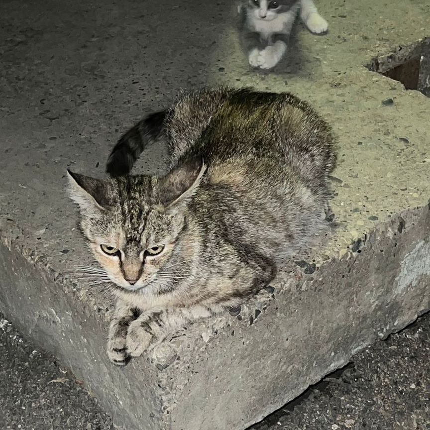 Найдена кошка с котятами