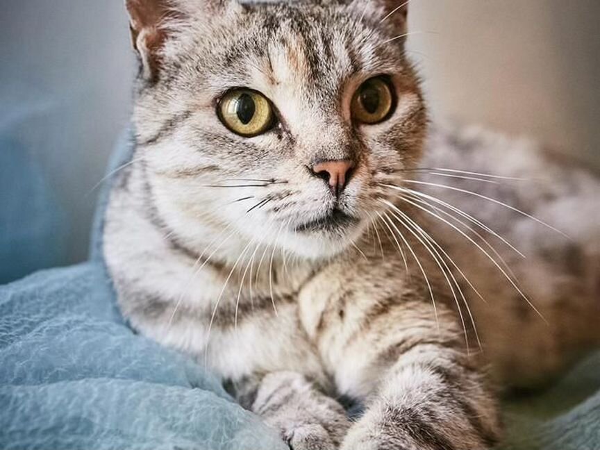 Кошка дымчато полосатая классная девочка