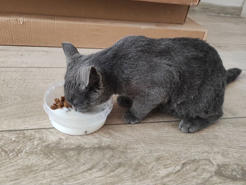 Котята в добрые руки бесплатно девочка