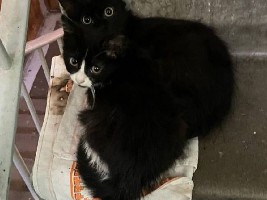 Спасите малышей из подъезда