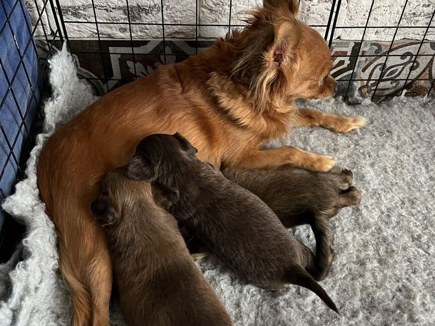 Той-терьер щенки