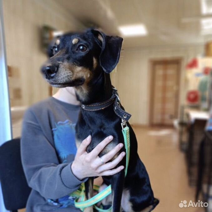 Такса помесь в беде