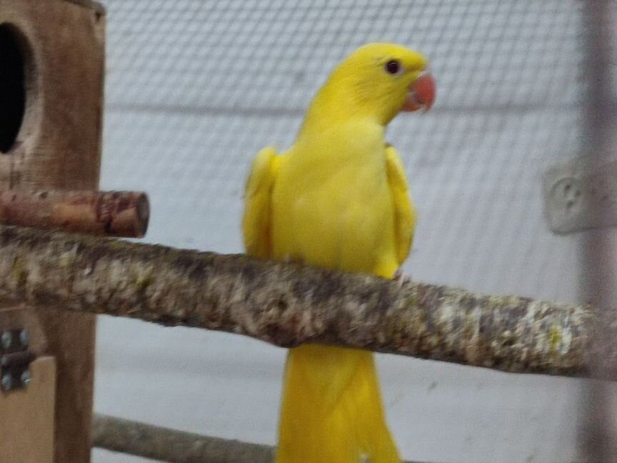 Ожереловые и горные попугаи