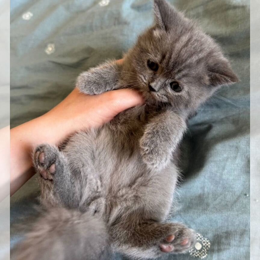 Шотландские прямоухие котята
