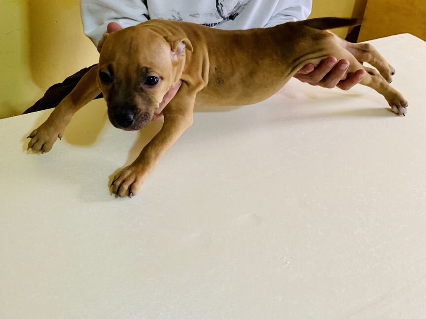 Щенки pitbull terrier