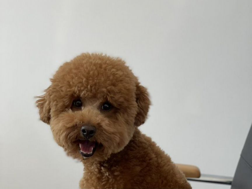 Той-пудель вязка