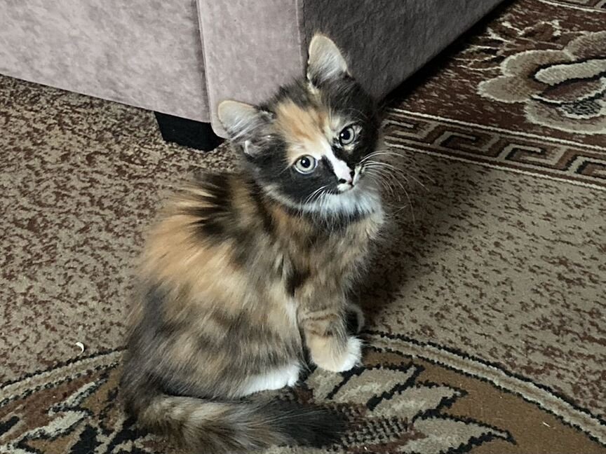 Трехшерстные котята