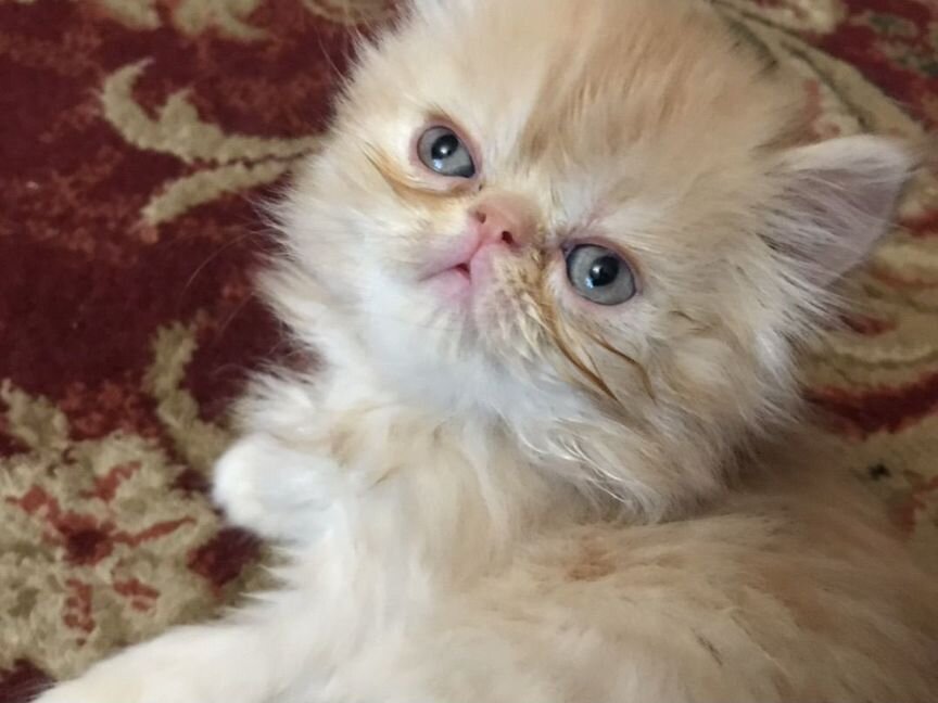 Персидская