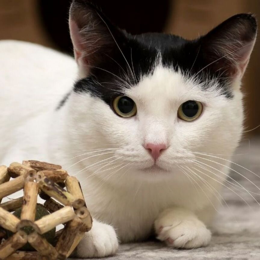 Взрослый кот в добрые руки