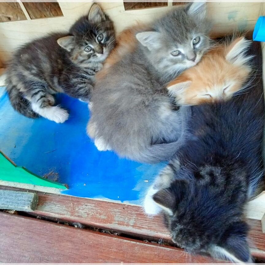 Котята в добрые руки приучены к лотку