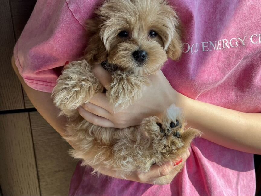 Мальтипу f1 mini мальчик baby face