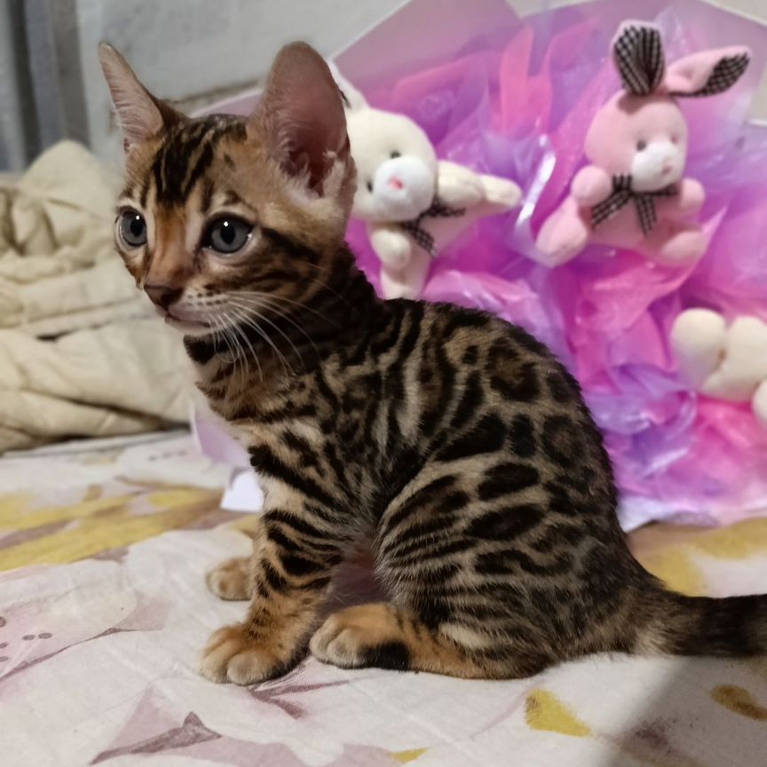 Бенгальская кошка