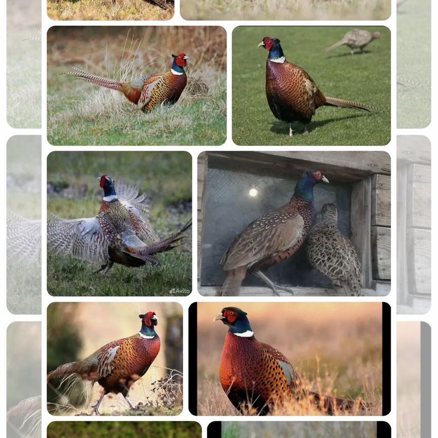 Фазан охотничий,семья
