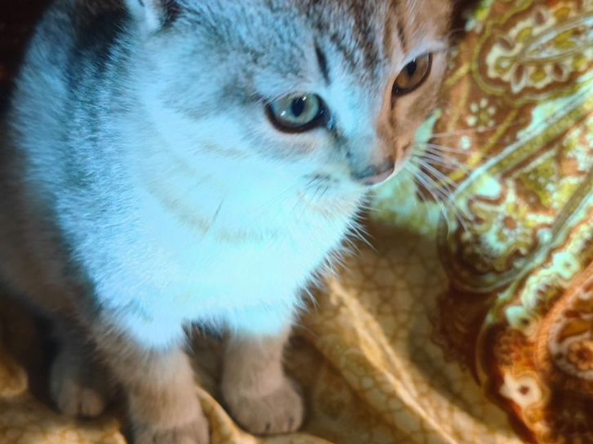 Котенок Котёночек котенок