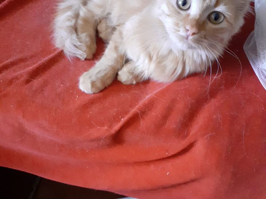 Отдаю котенка в добрые руки