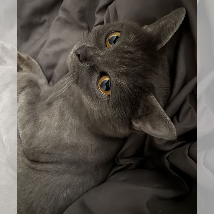 Британская короткошёрстная, взрослая кошка