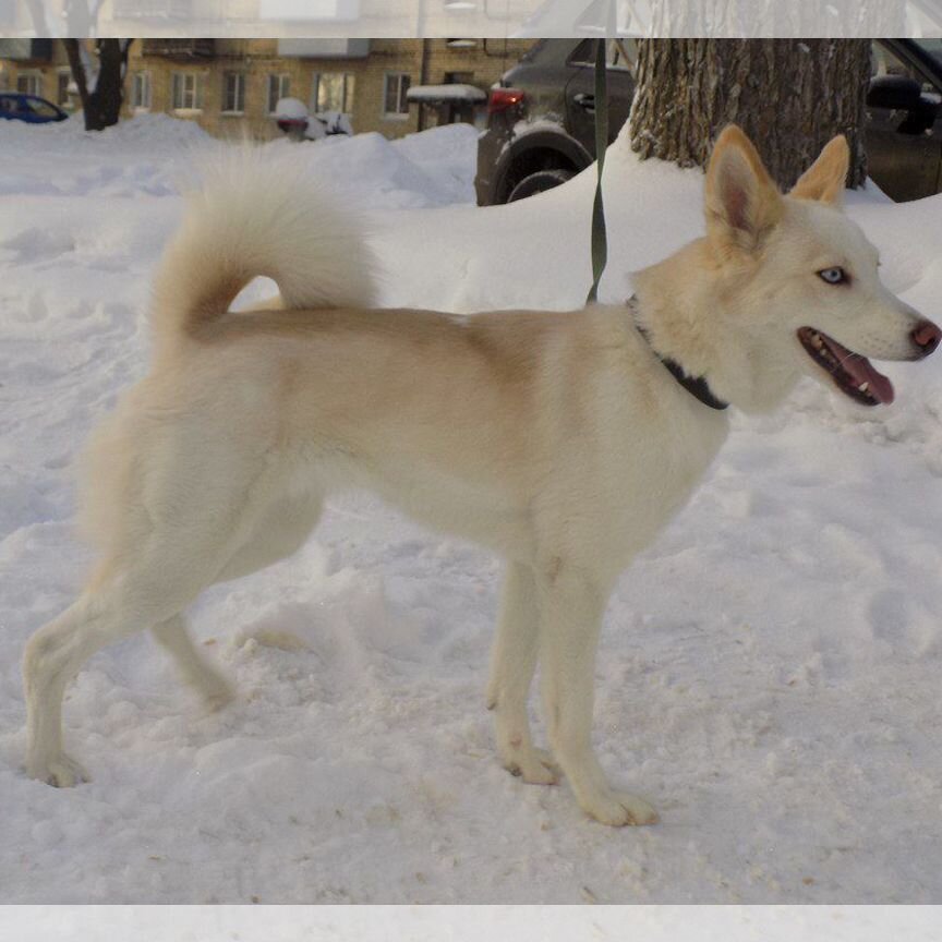 Якутская лайка, взрослая собака