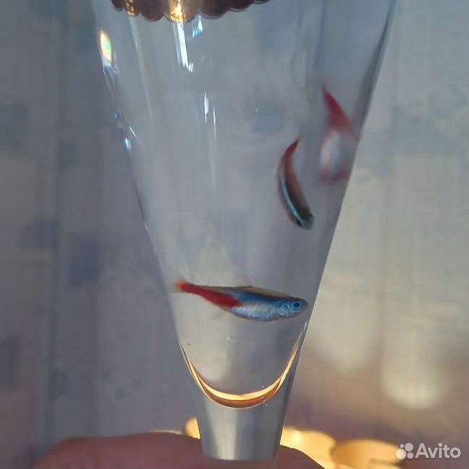 Рыбки неончики