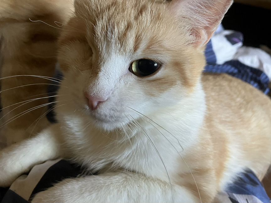 Кошка ответственным людям