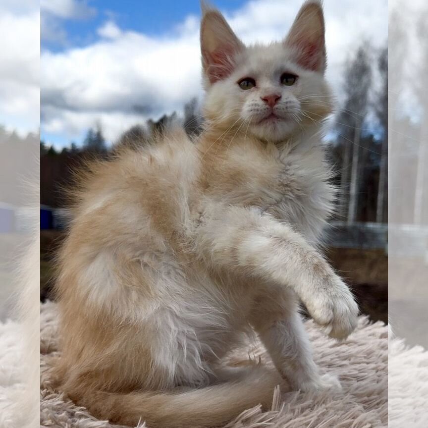 Мейн-кун котёнок