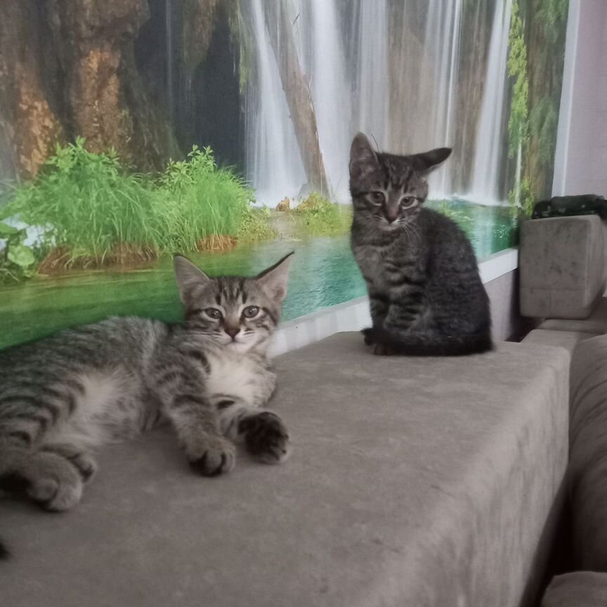 Коты.2 месяц а. Крупные. Мама крыселовка