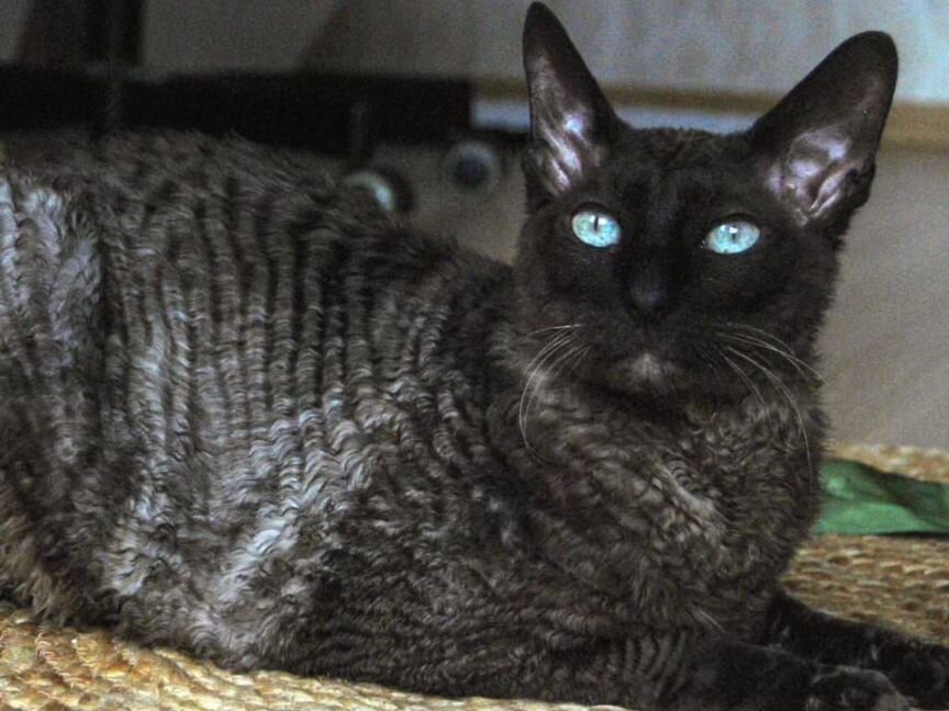 Котик в добрые руки