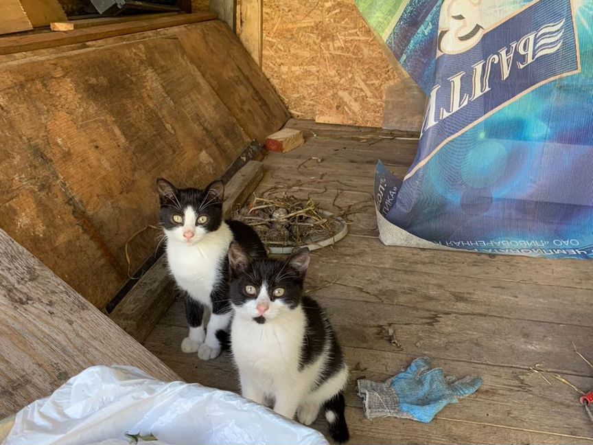 Котята в добрые руки