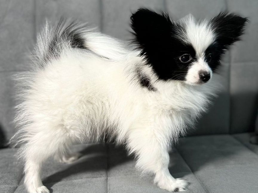 Мальчик Папийона 5 мес