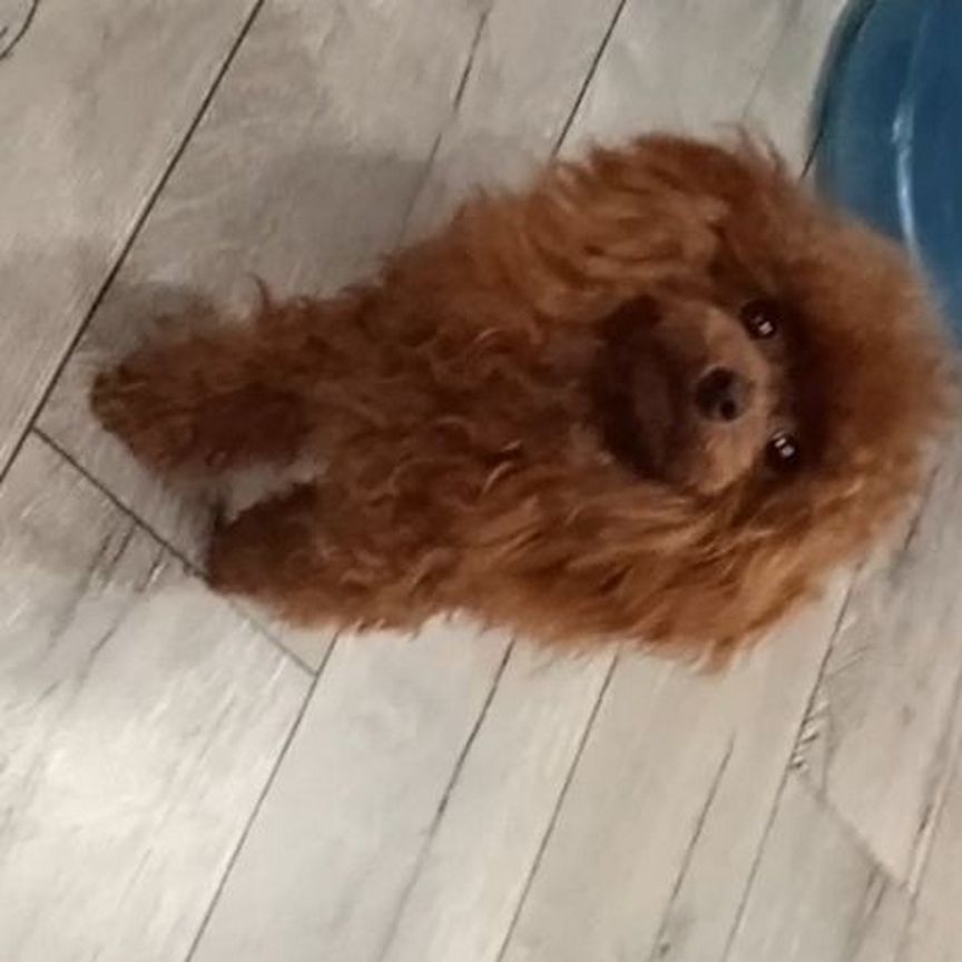 Пудель, взрослый пёс