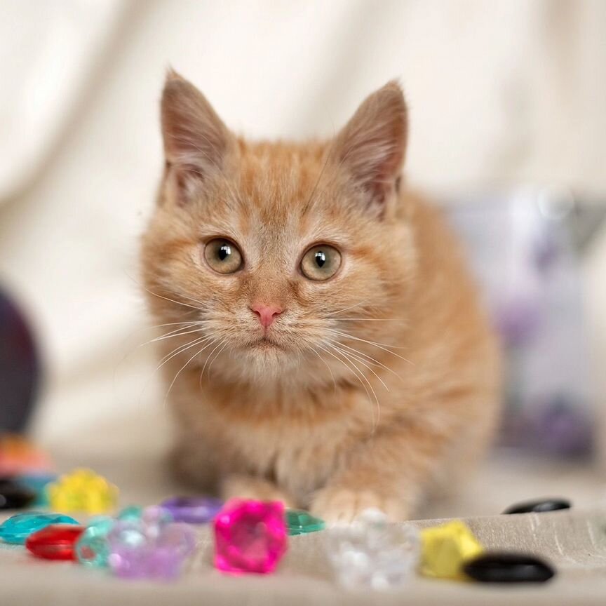 Рыжий котенок девочка