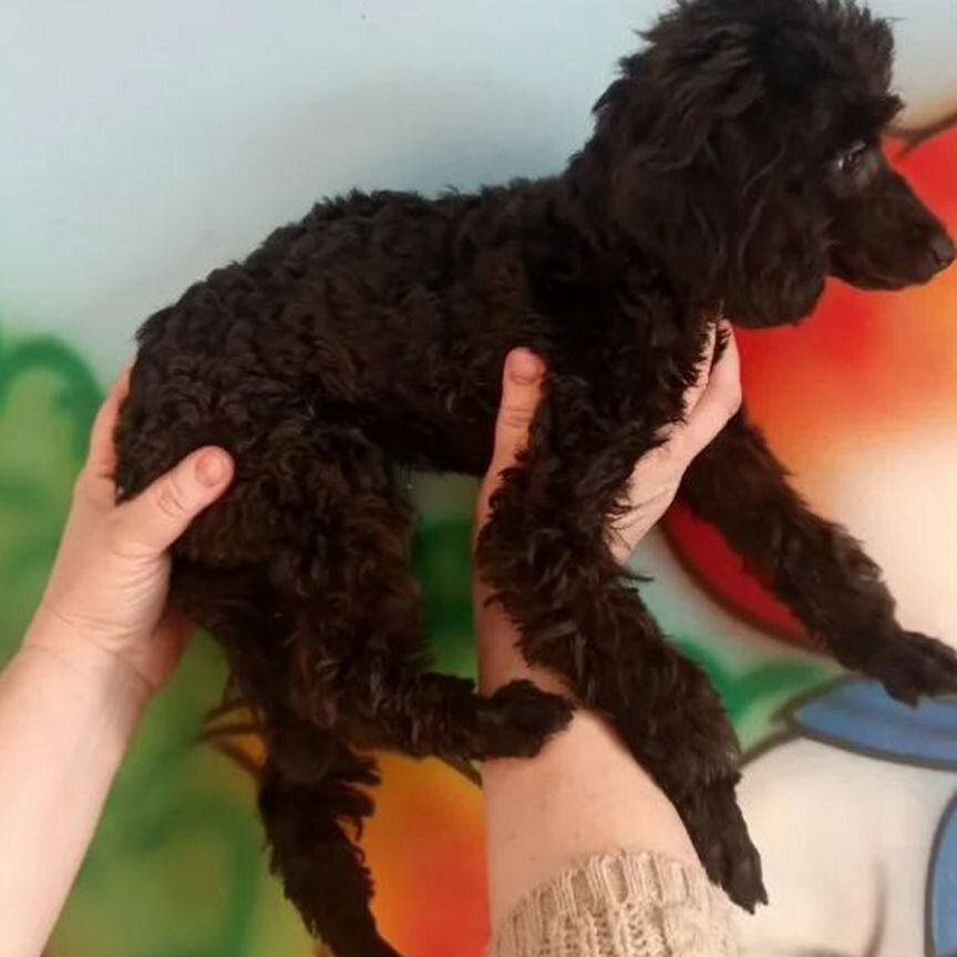 Той-пудель, щенок