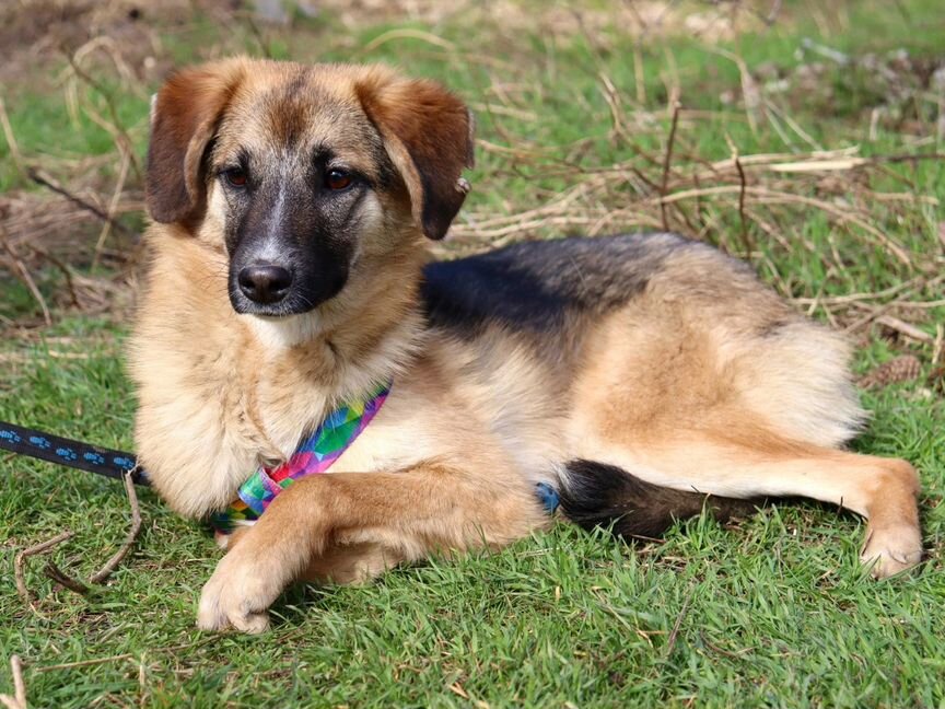 Щенок Эва в добрые руки